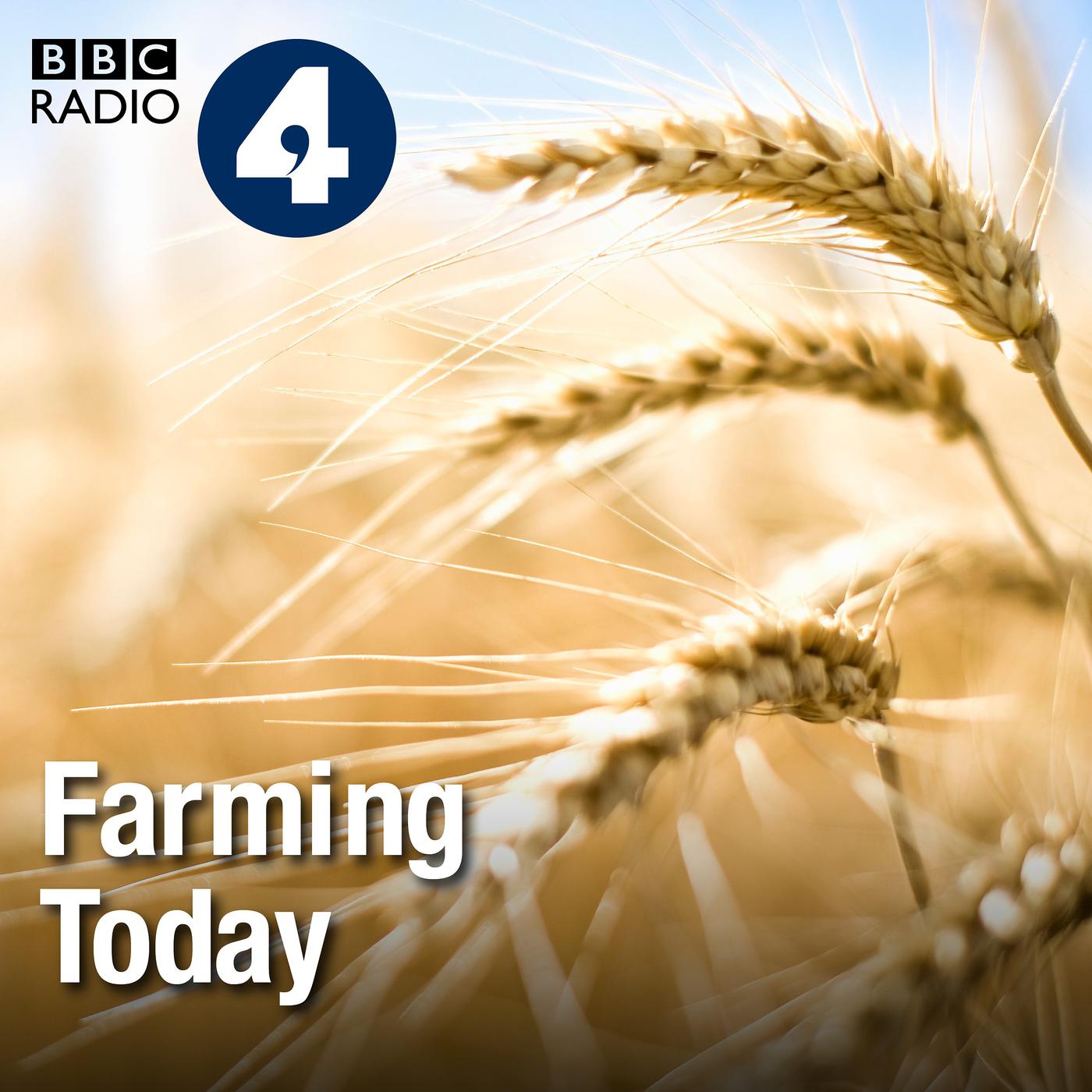BBC Farming Today - Mere Trout BBC Farming Today - Mere Trout
