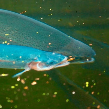 Smoked trout hatched, reared & smoked on the farm in Mere