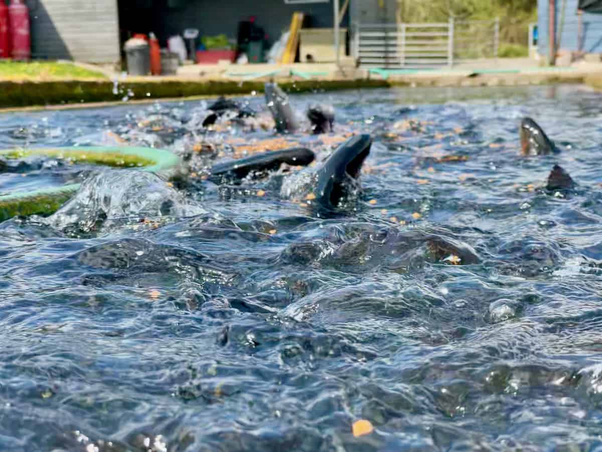 Smoked trout, hatched, reared & smoked on the farm - Mere Trout